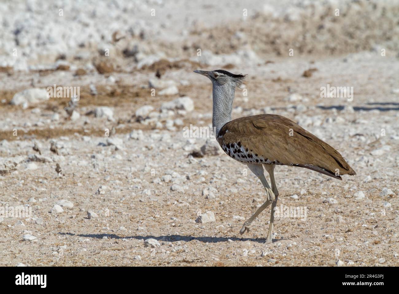 Kori Bustard - Ardeotis Koris, Africa's heaviest flying bird Stock ...