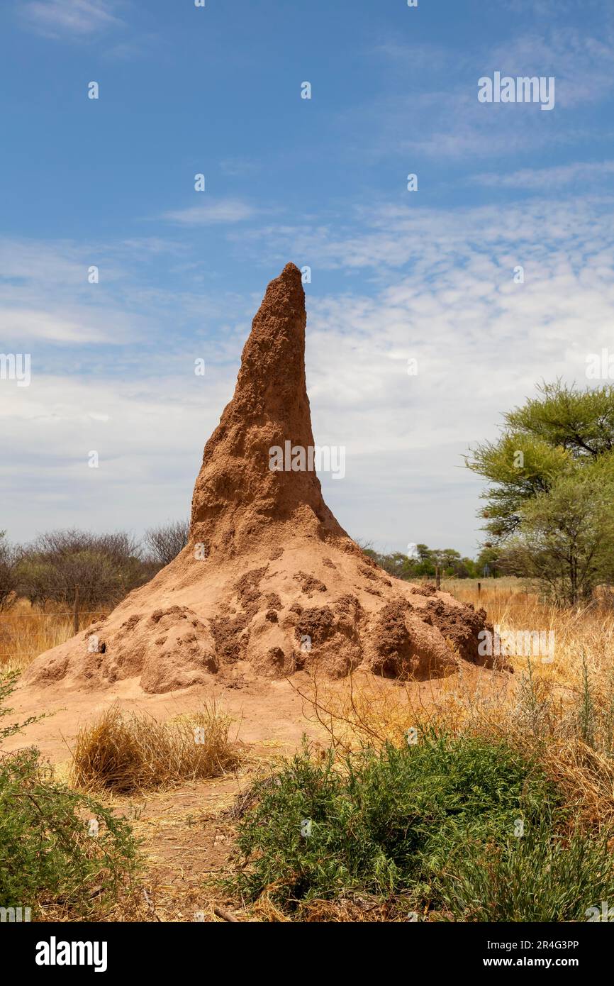 Termite mound building hi-res stock photography and images - Alamy