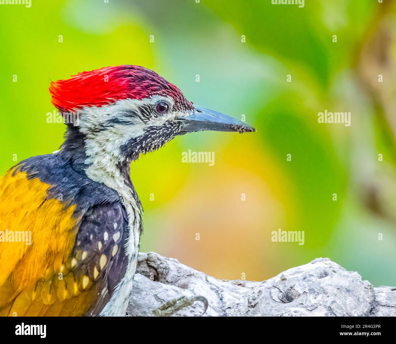 Black rumped flame hi-res stock photography and images - Alamy
