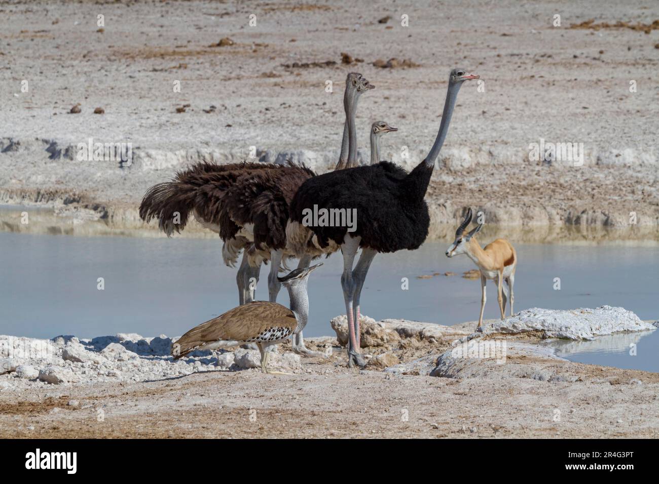 African common ostrich (Struthio camelus) at the waterhole, Namibia ...