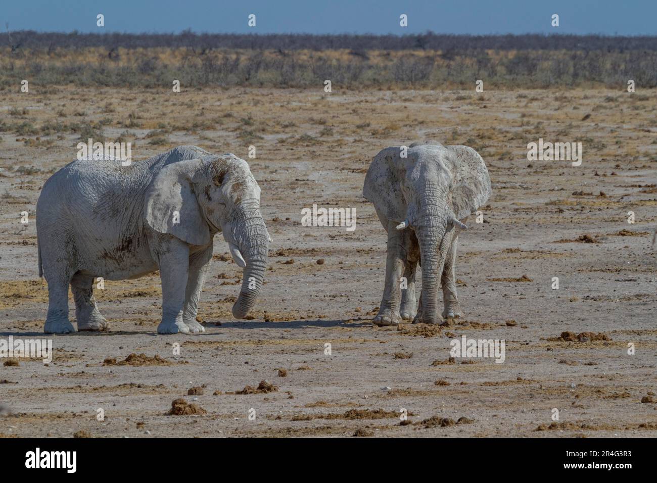 African elephant mating hi-res stock photography and images - Alamy
