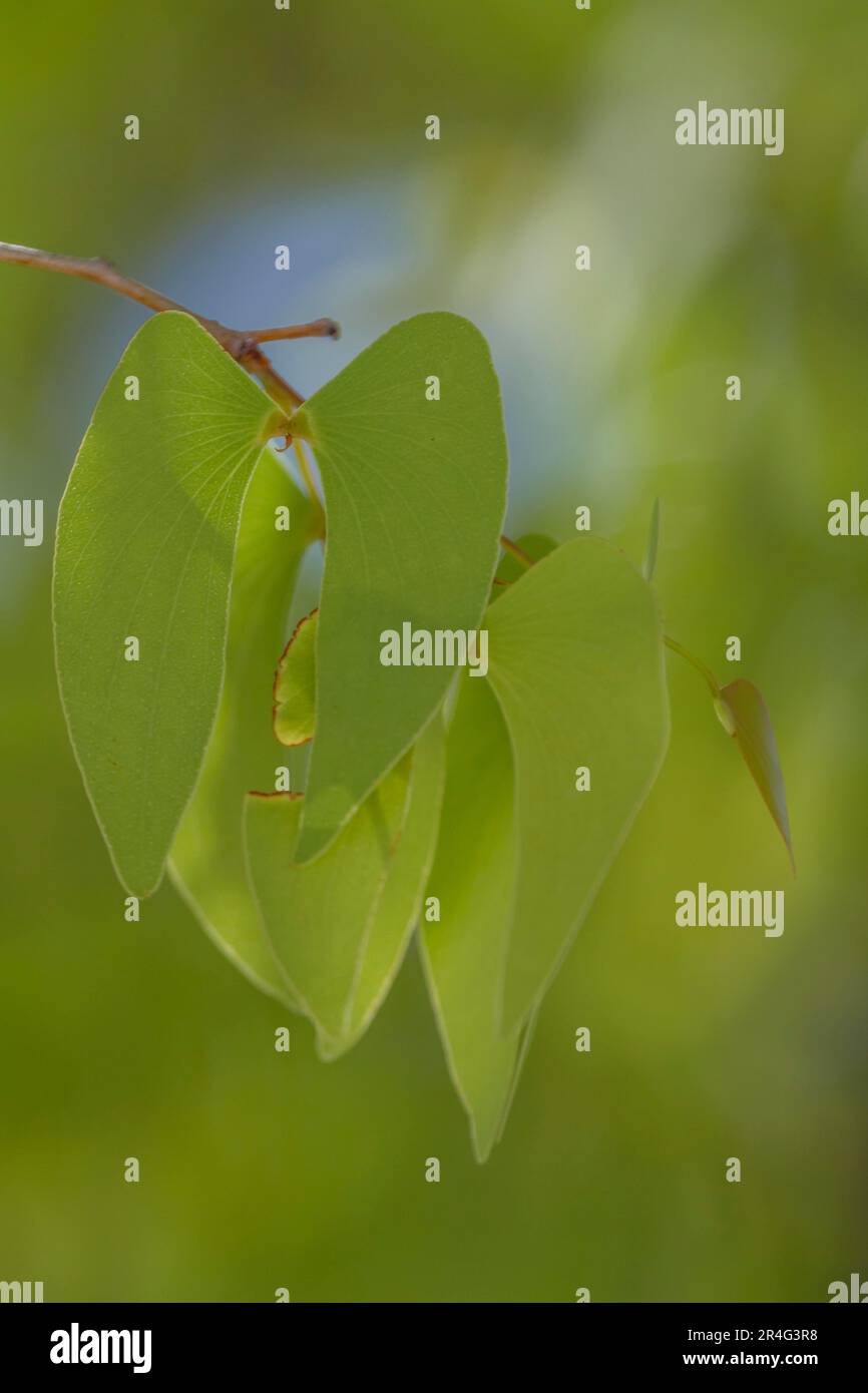 Mopane (Colophospermum mopane Stock Photo - Alamy