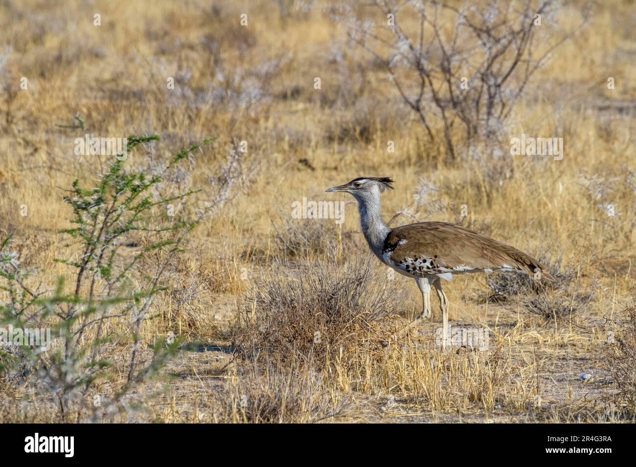 Kori Bustard - Ardeotis Koris, Africa's heaviest flying bird Stock ...