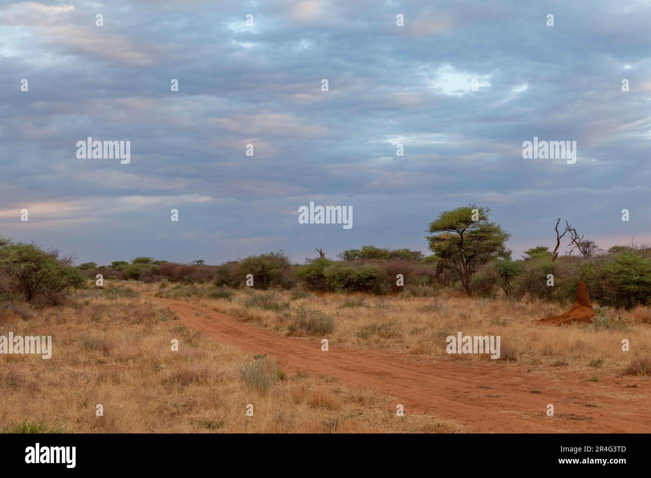On a game drive in the Waterberg region, Namibia Stock Photo - Alamy