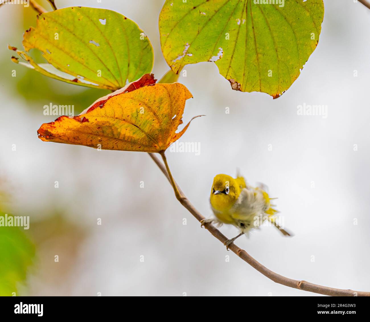 Oriental illustration of a bird hi-res stock photography and images - Alamy
