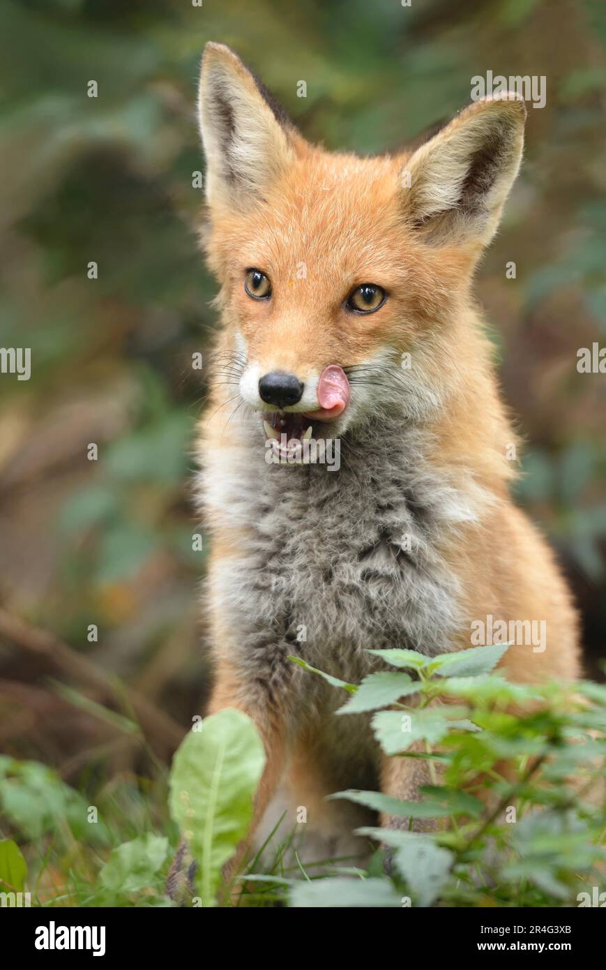 Red fox head detail hi-res stock photography and images - Alamy