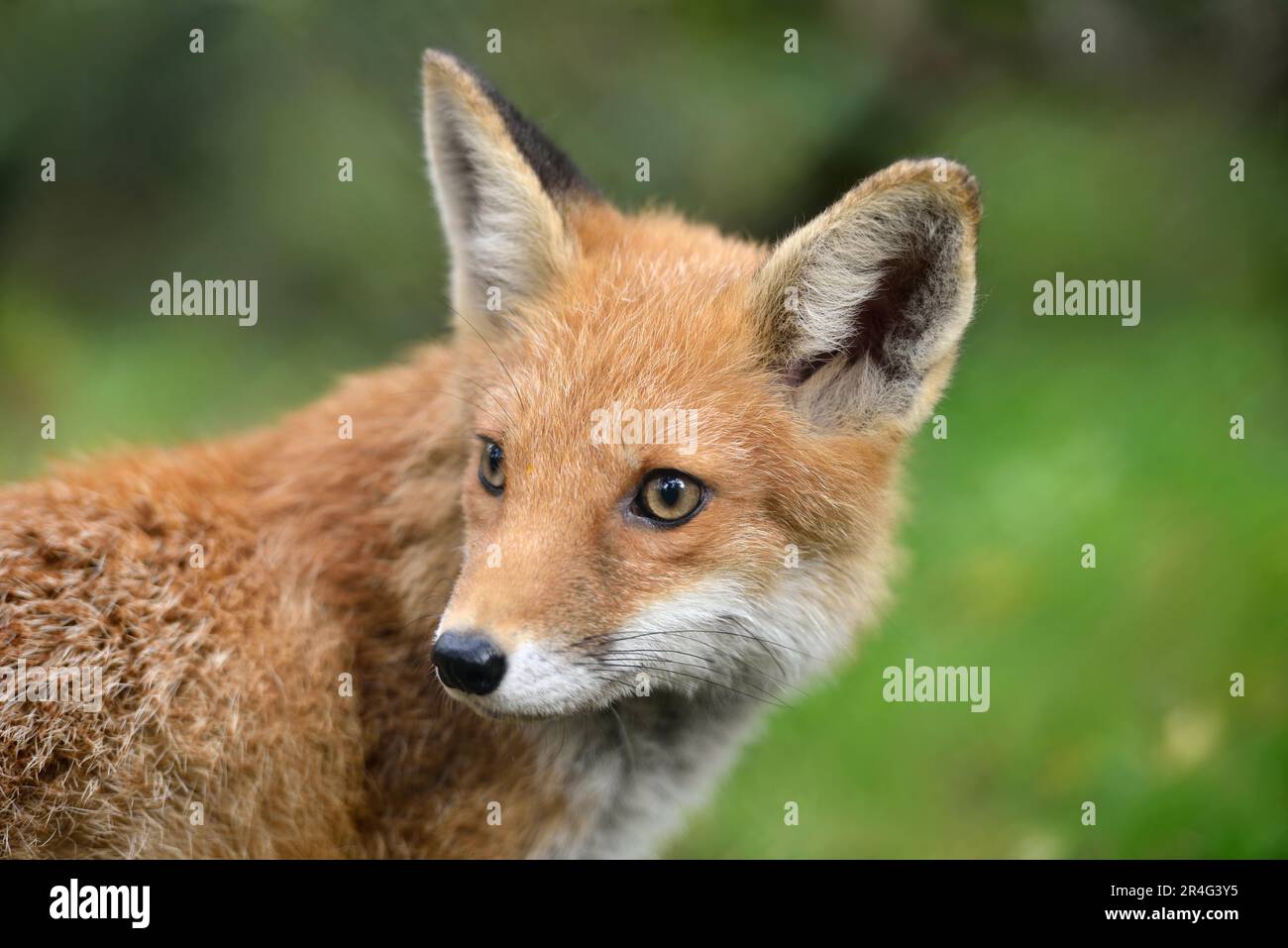 Red fox portrait Stock Photo - Alamy