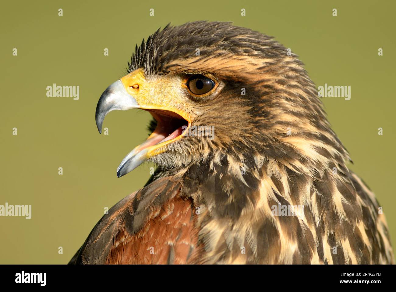 Desert Buzzard Portrait Stock Photo - Alamy