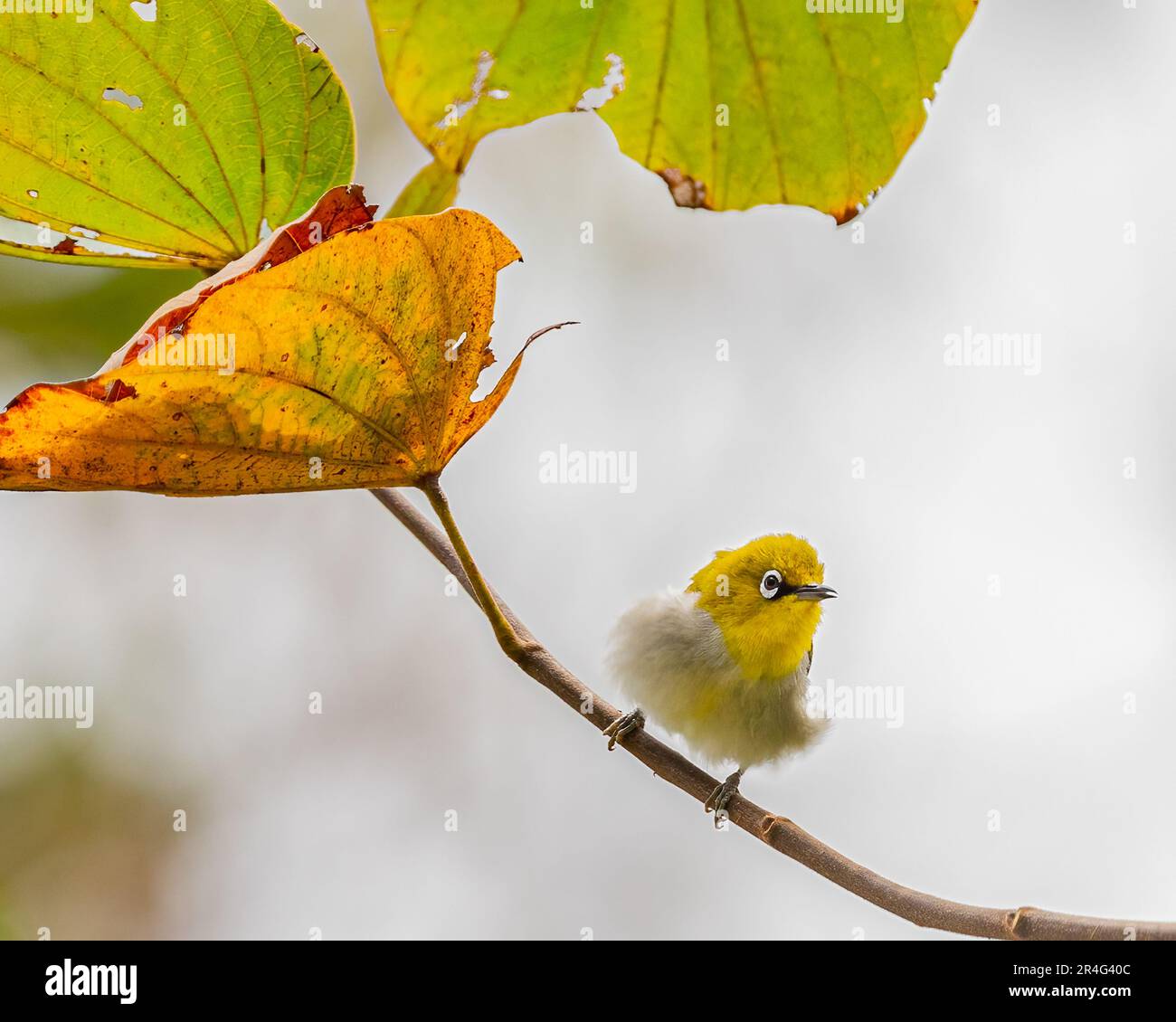 A White Eye oriental bird calling from a tree branch Stock Photo - Alamy
