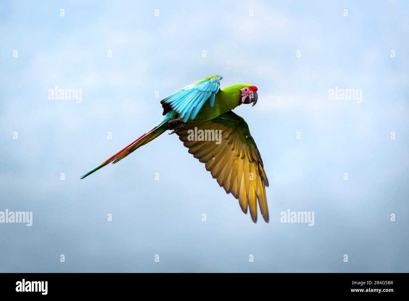 Military Macaw (Ara militaris Stock Photo - Alamy