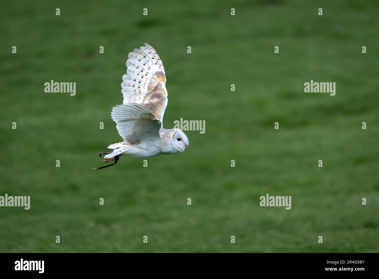 English barn owl prey hi-res stock photography and images - Alamy