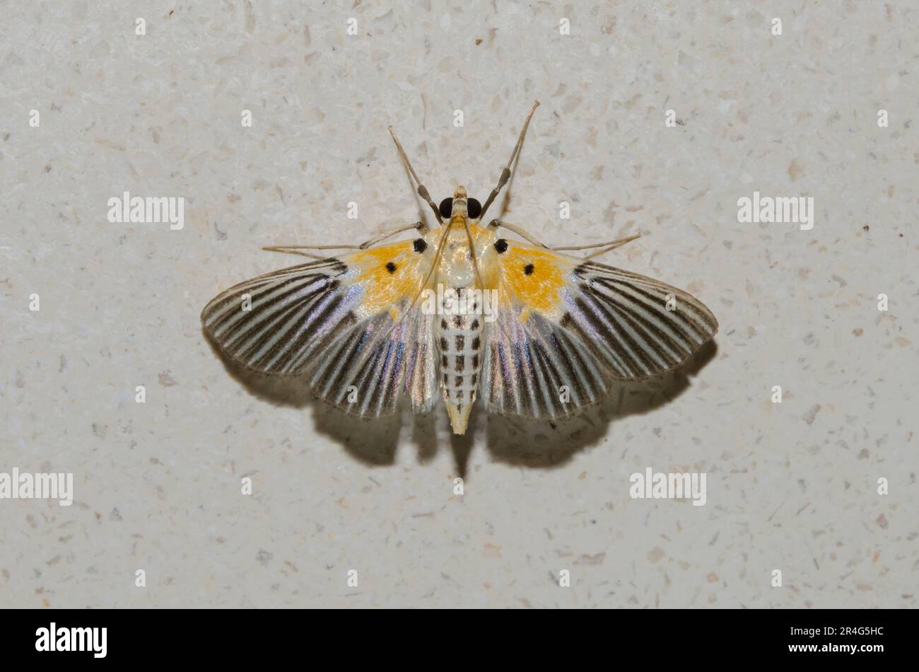 Nevrina procopia hi-res stock photography and images - Alamy
