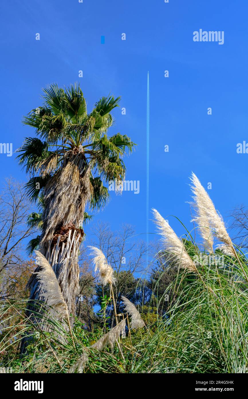 A palm tree and a thicket of reeds against the sky with a trace of a ...