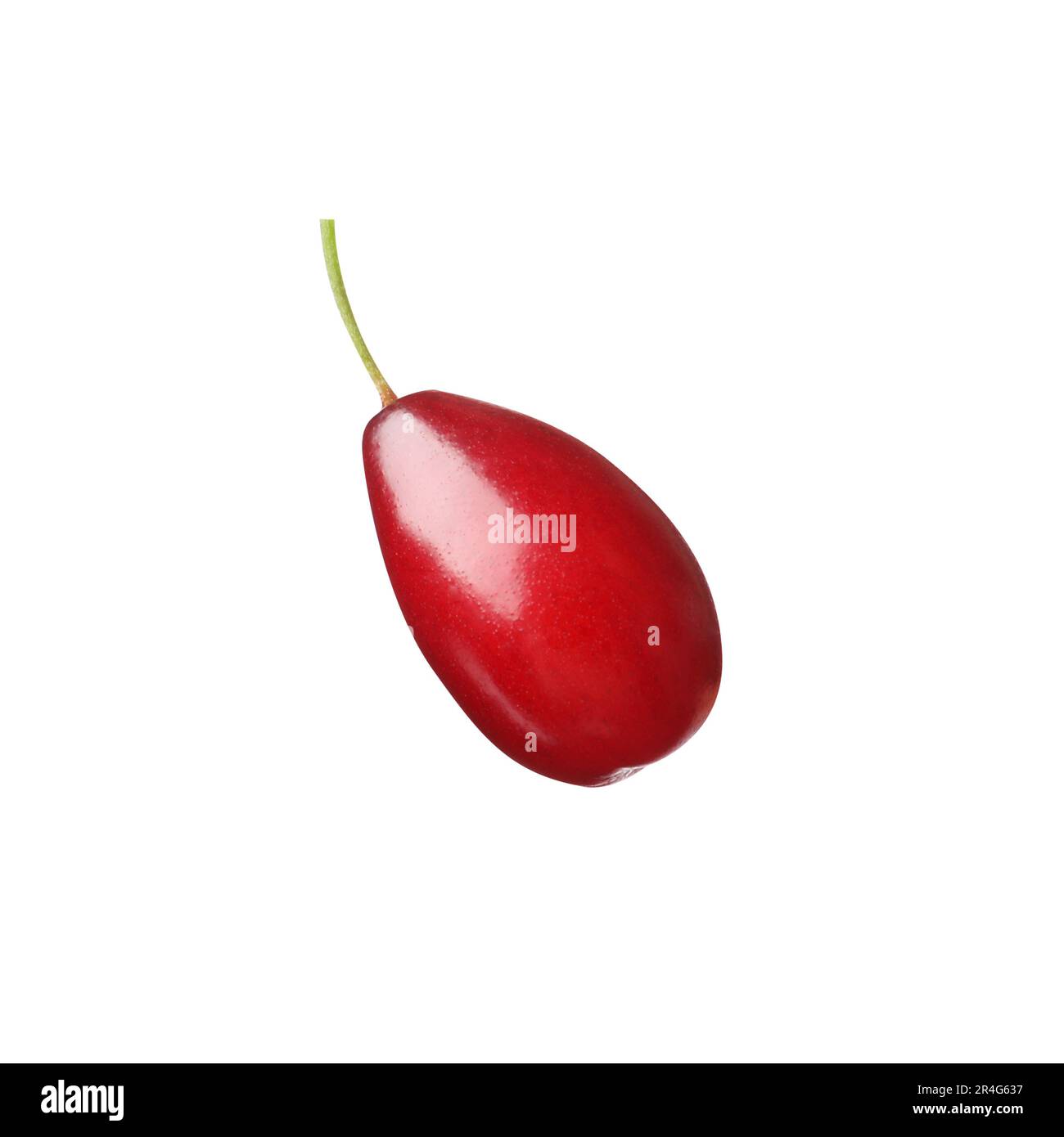 Fresh ripe dogwood berry isolated on white Stock Photo - Alamy