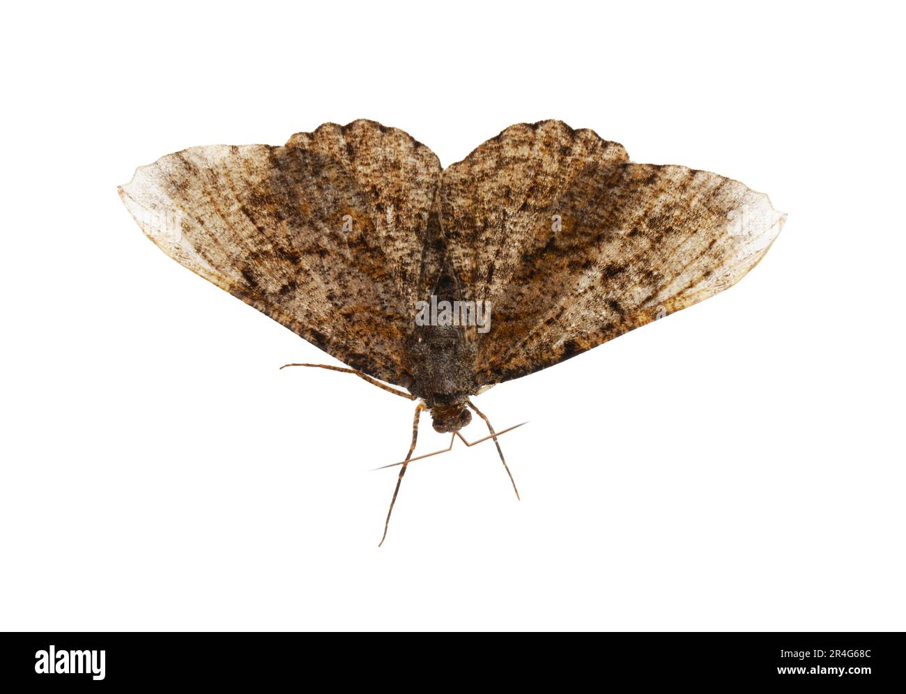 Single Alcis repandata moth isolated on white Stock Photo - Alamy