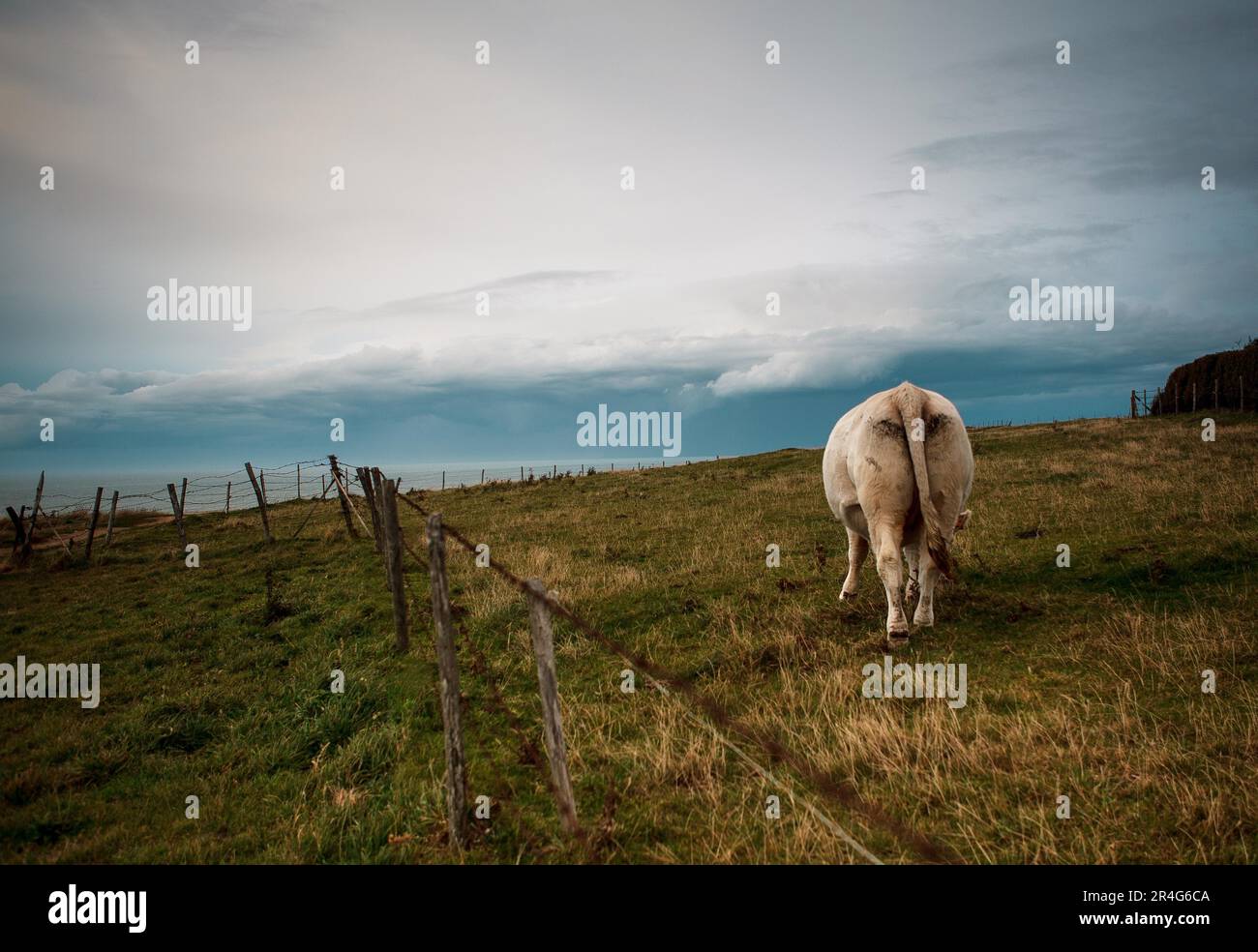 Cattle normandy hi-res stock photography and images - Alamy