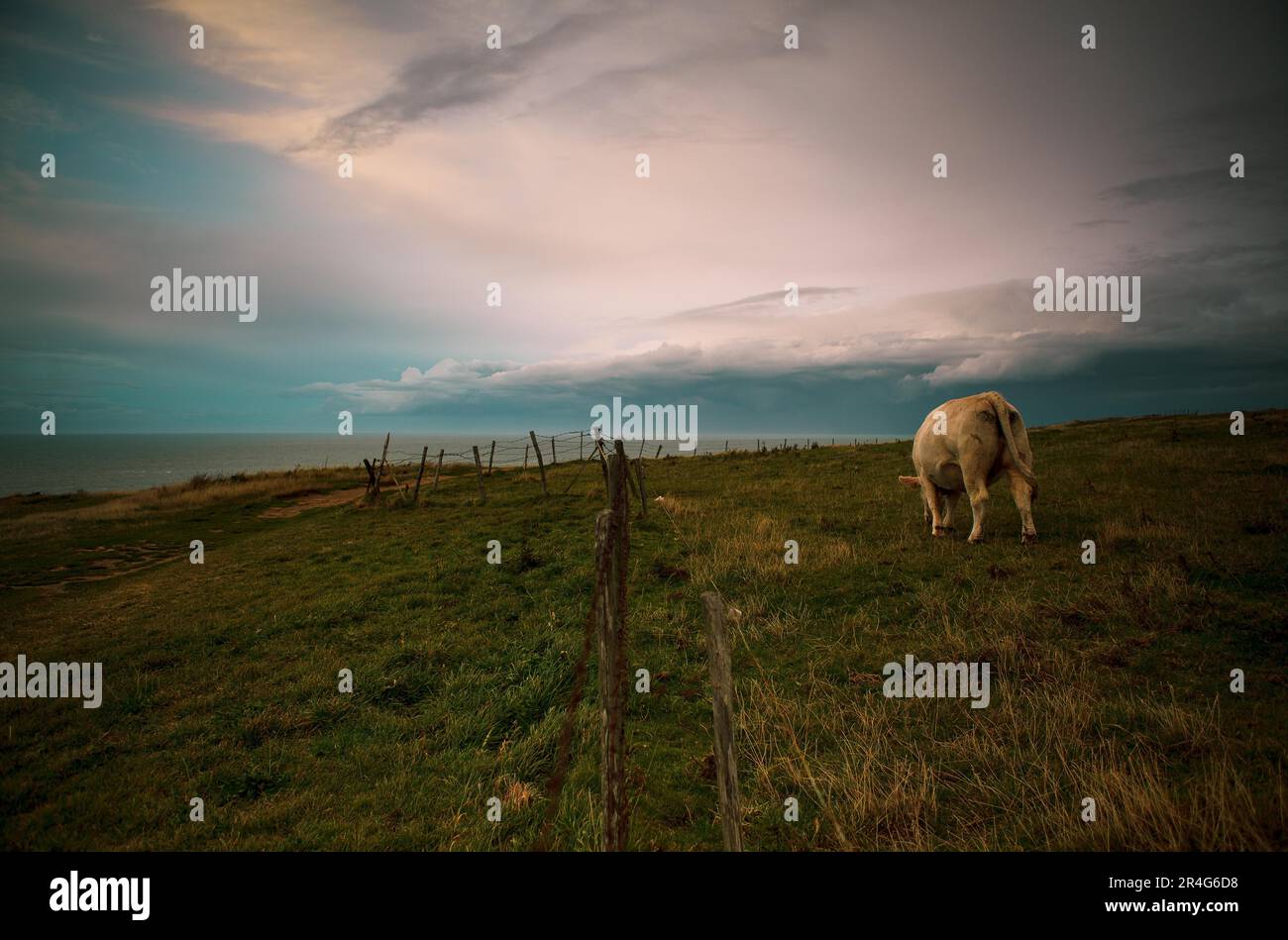 Cattle normandy hi-res stock photography and images - Alamy