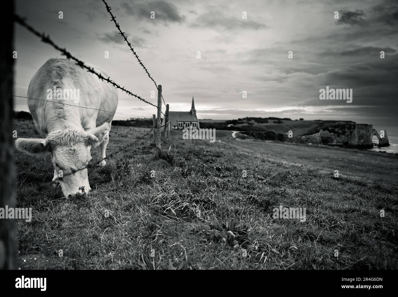 France cattle normandy hi-res stock photography and images - Alamy