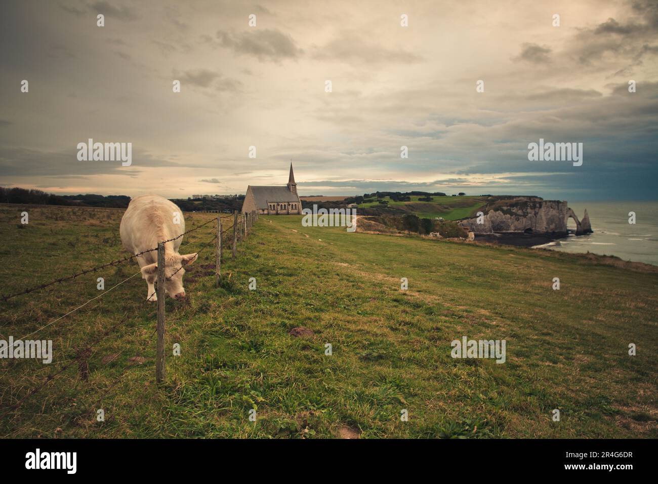 Cattle normandy hi-res stock photography and images - Alamy
