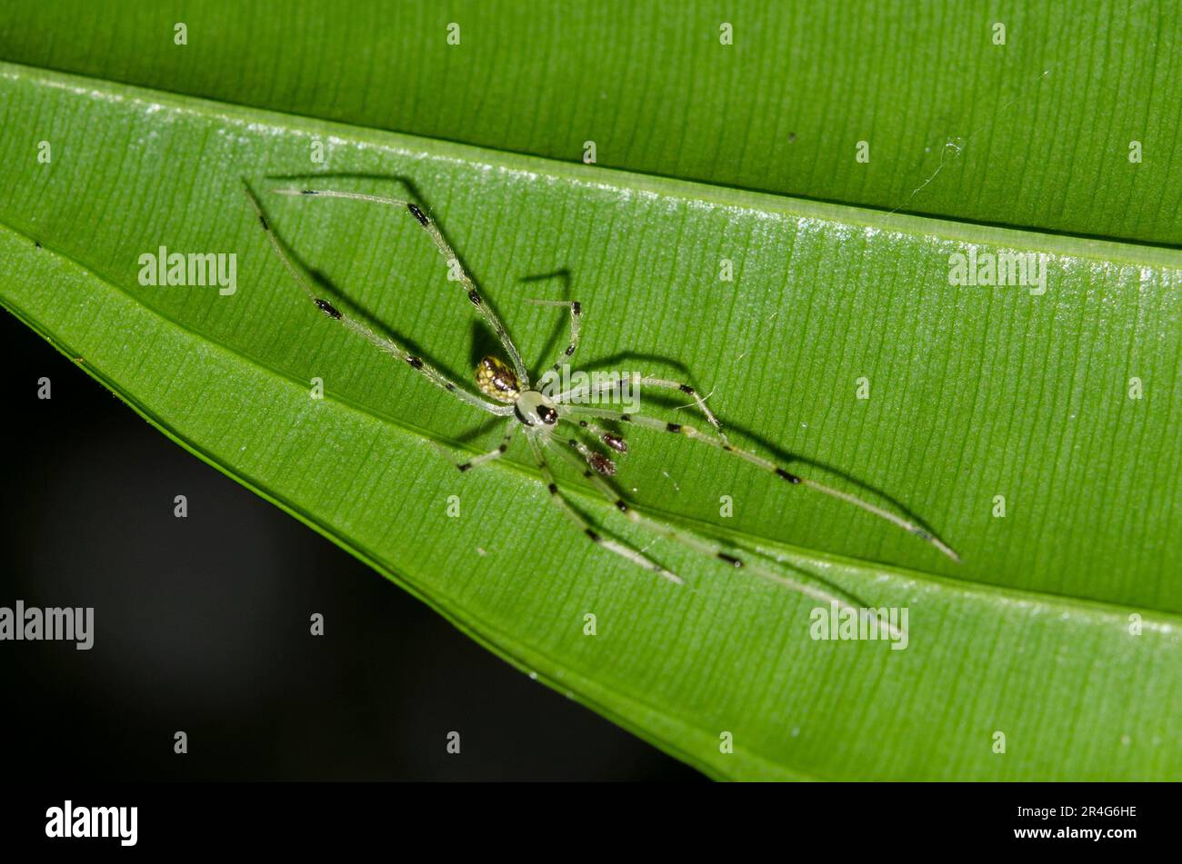 Comb-footed Spider, Thwaitesia sp, Klungkung, Bali, Indonesia Stock ...