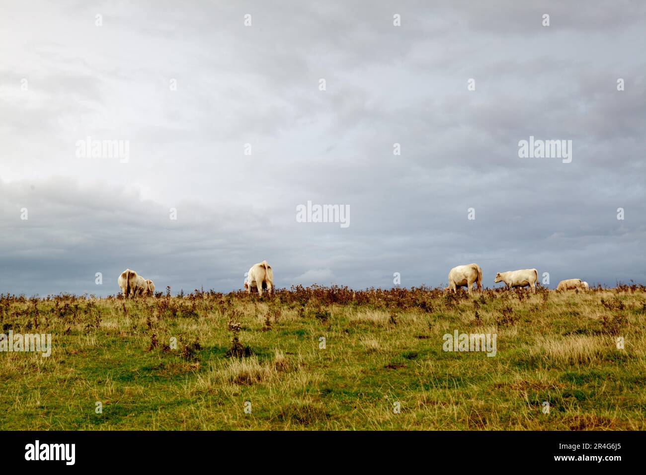 Cattle normandy hi-res stock photography and images - Alamy