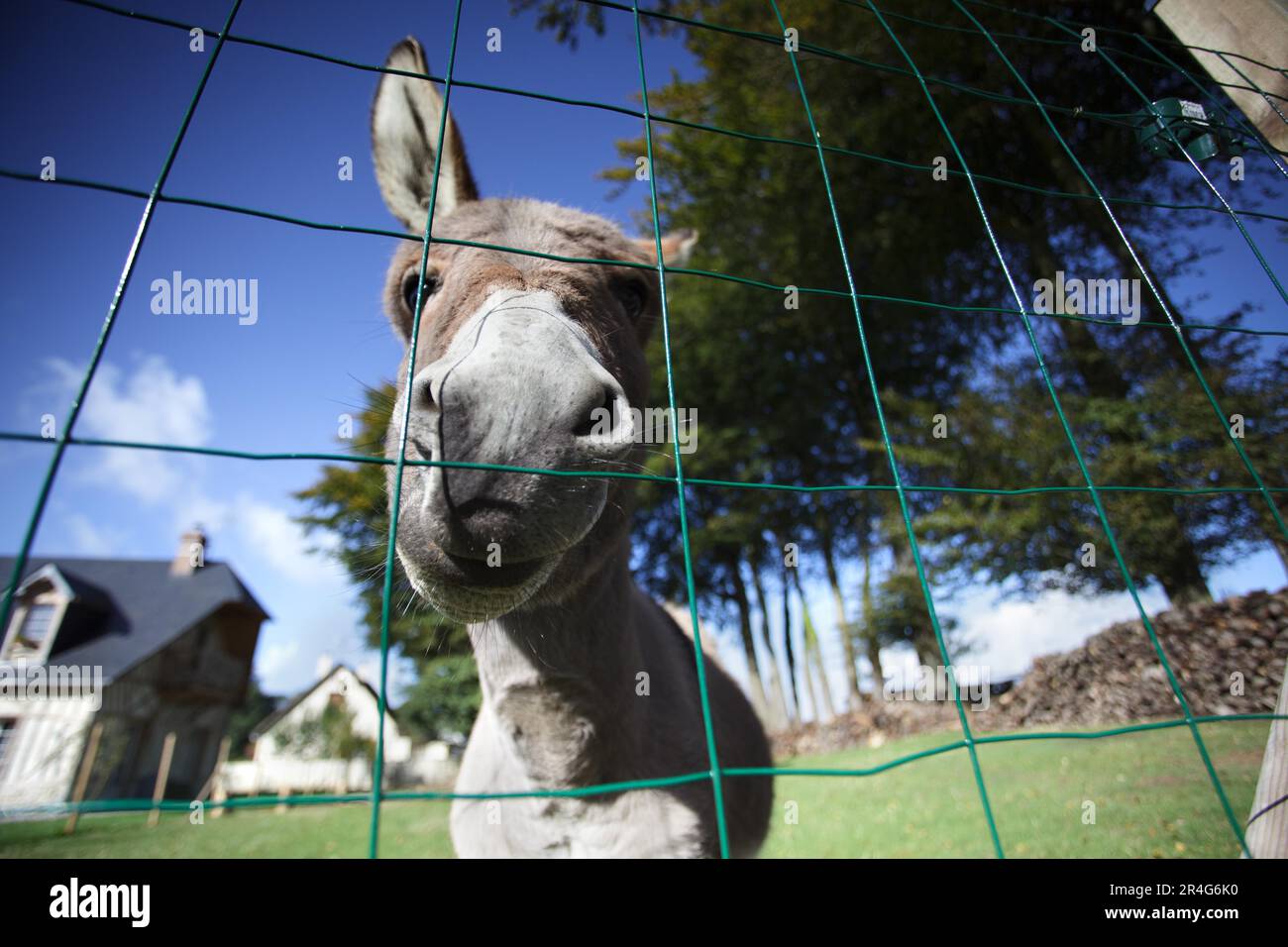Funny little grey donkey in its enclosure Stock Photo - Alamy