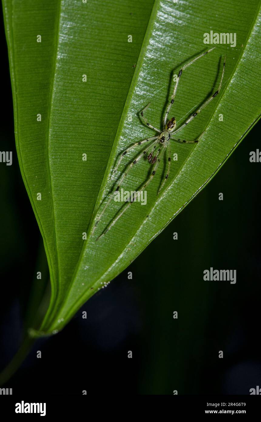 Comb-footed Spider, Thwaitesia sp, Klungkung, Bali, Indonesia Stock ...