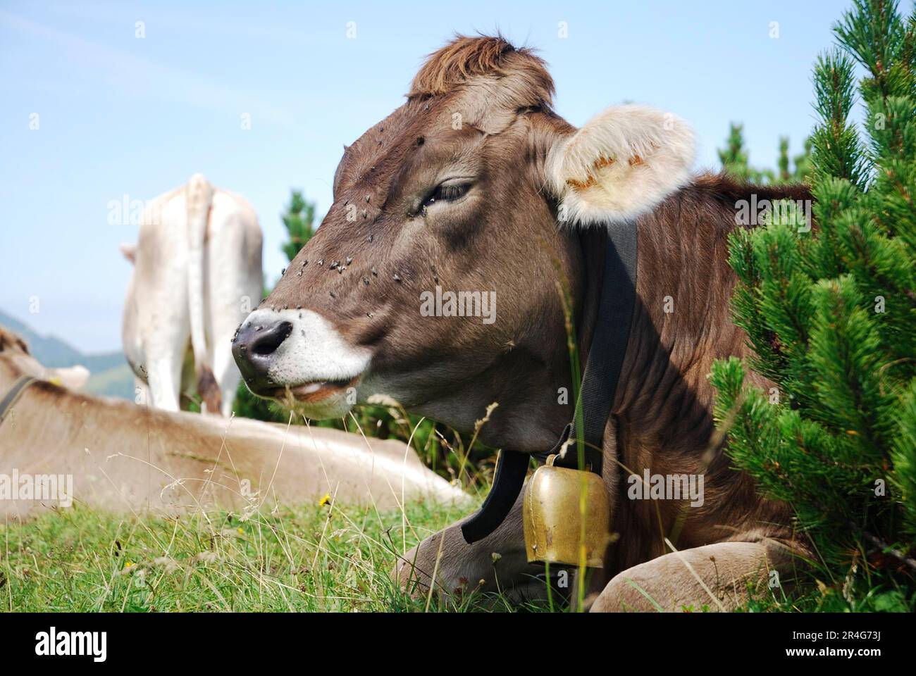 Cow with cowbell in the alps Stock Photo - Alamy