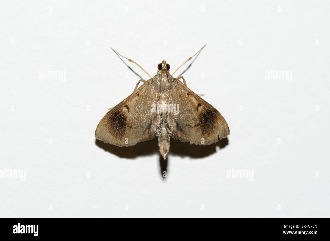 Grass Moth, Crambidae Family, Klungkung, Bali, Indonesia Stock Photo ...