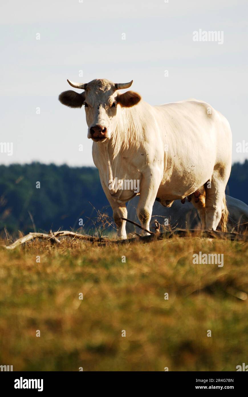 Cow browsing hi-res stock photography and images - Alamy
