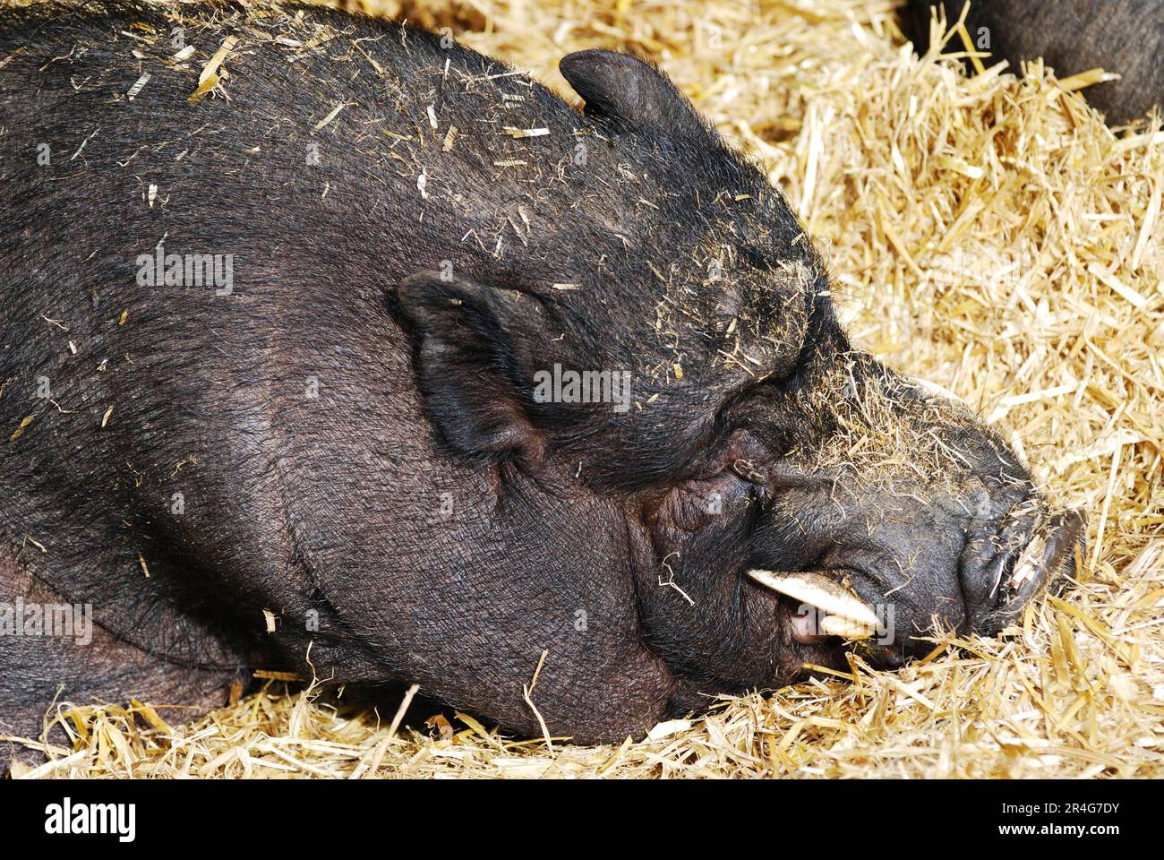 Portrait of a sleeping pot-bellied pig Stock Photo - Alamy