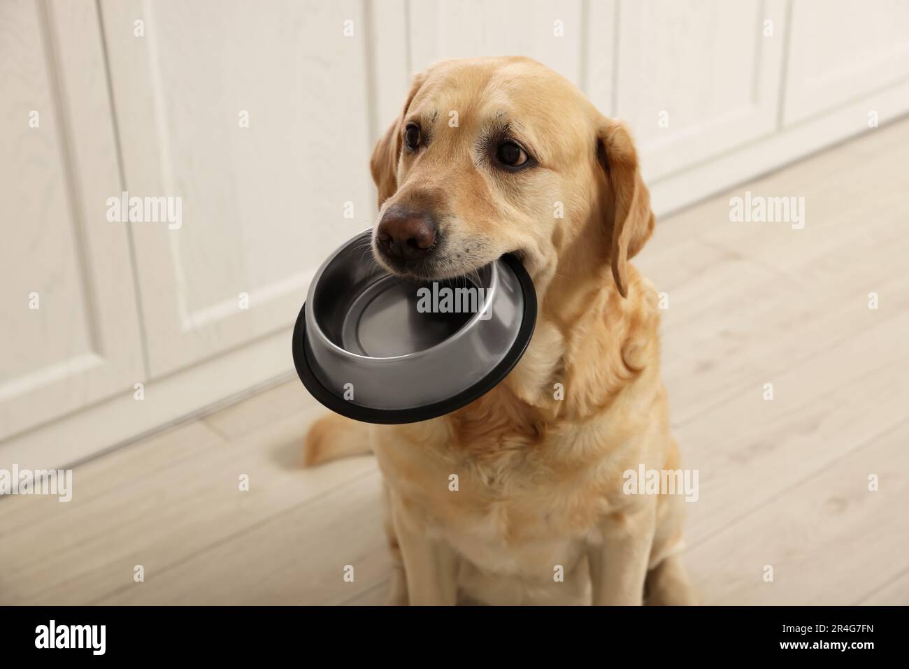 Cute hungry Labrador Retriever carrying feeding bowl in his mouth ...