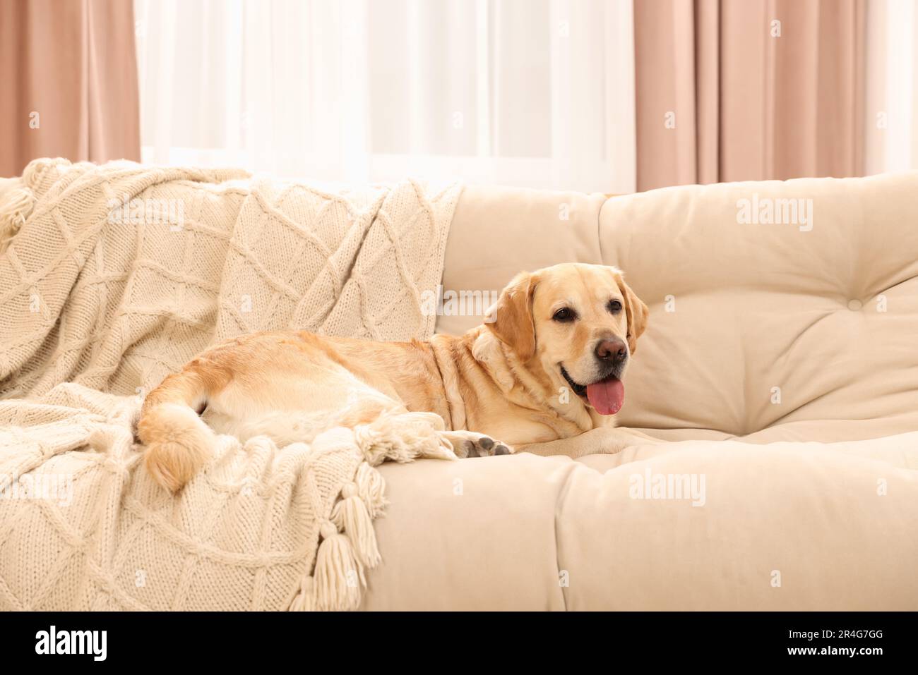 Cute Golden Labrador Retriever on couch in living room Stock Photo - Alamy