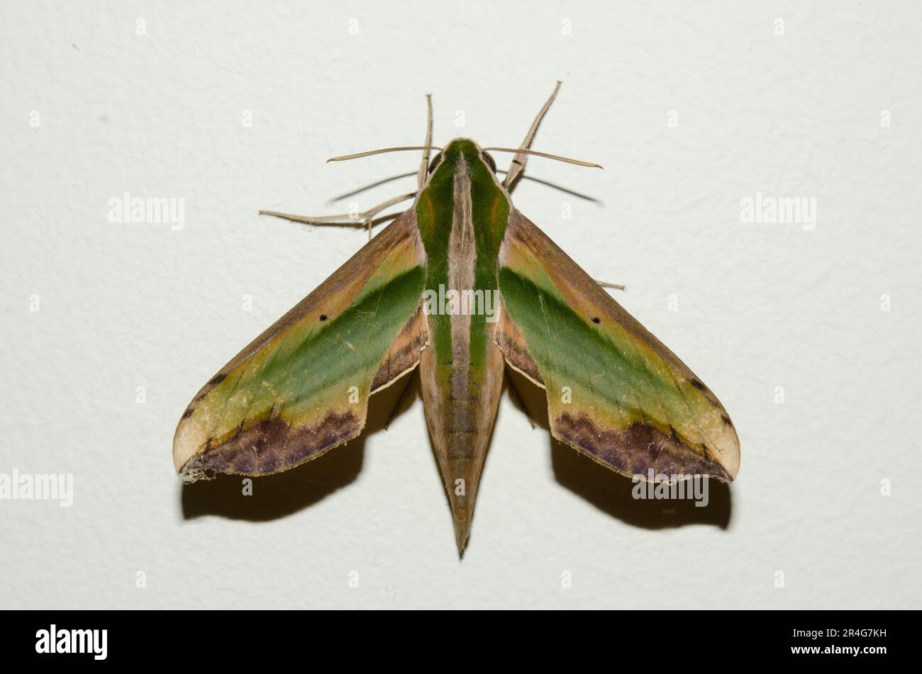 Green Pergesa Hawk Moth, Pergesa acteus, Klungkung, Bali, Indonesia ...