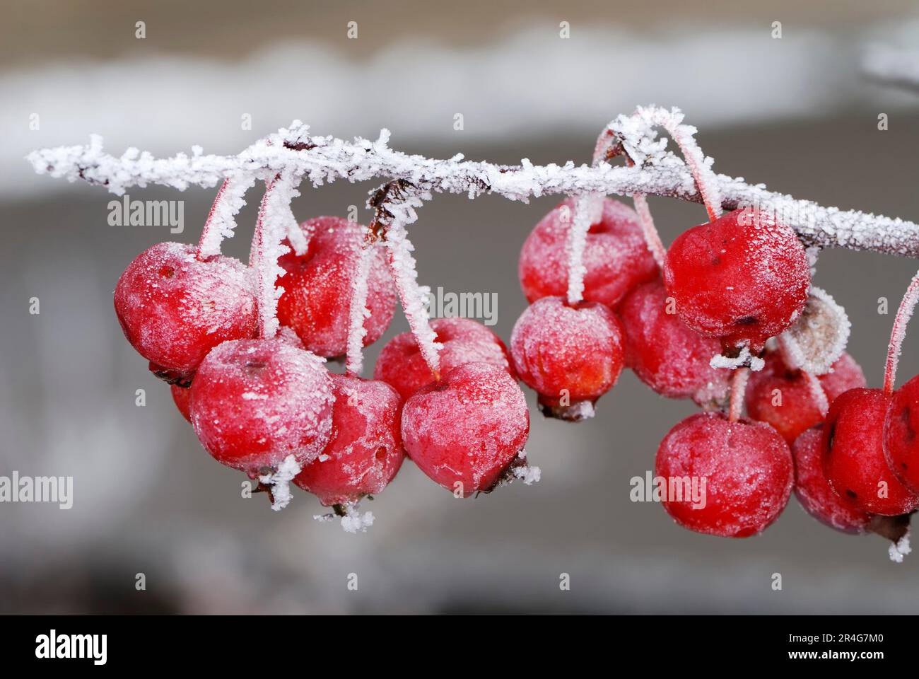 Apple chill hi-res stock photography and images - Alamy