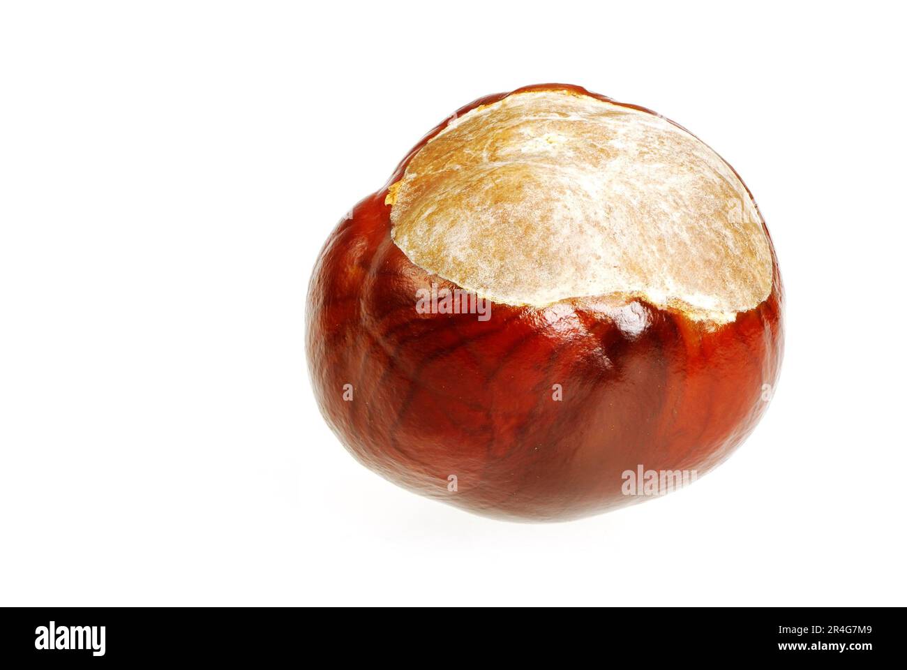 Closeup of a single isolated conker Stock Photo - Alamy