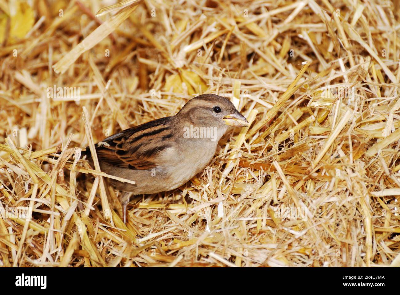 House sparrow bird sitting hi-res stock photography and images - Alamy