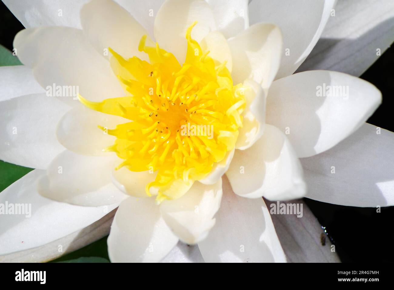Symmetric nature hi-res stock photography and images - Alamy