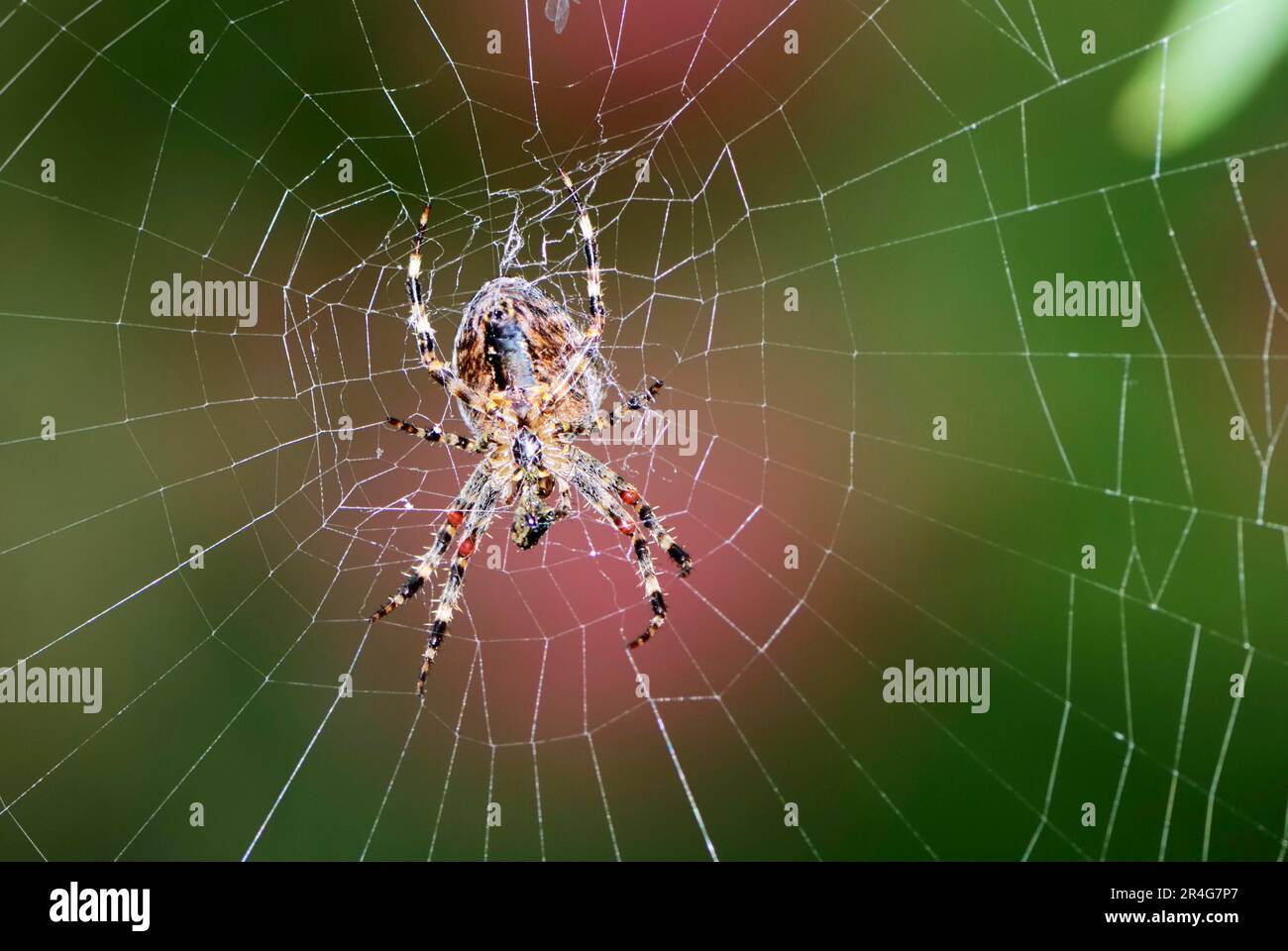 Garden spider in its cobweb Stock Photo - Alamy