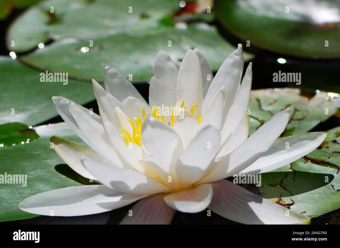 Macro of a white lotus flower Stock Photo - Alamy