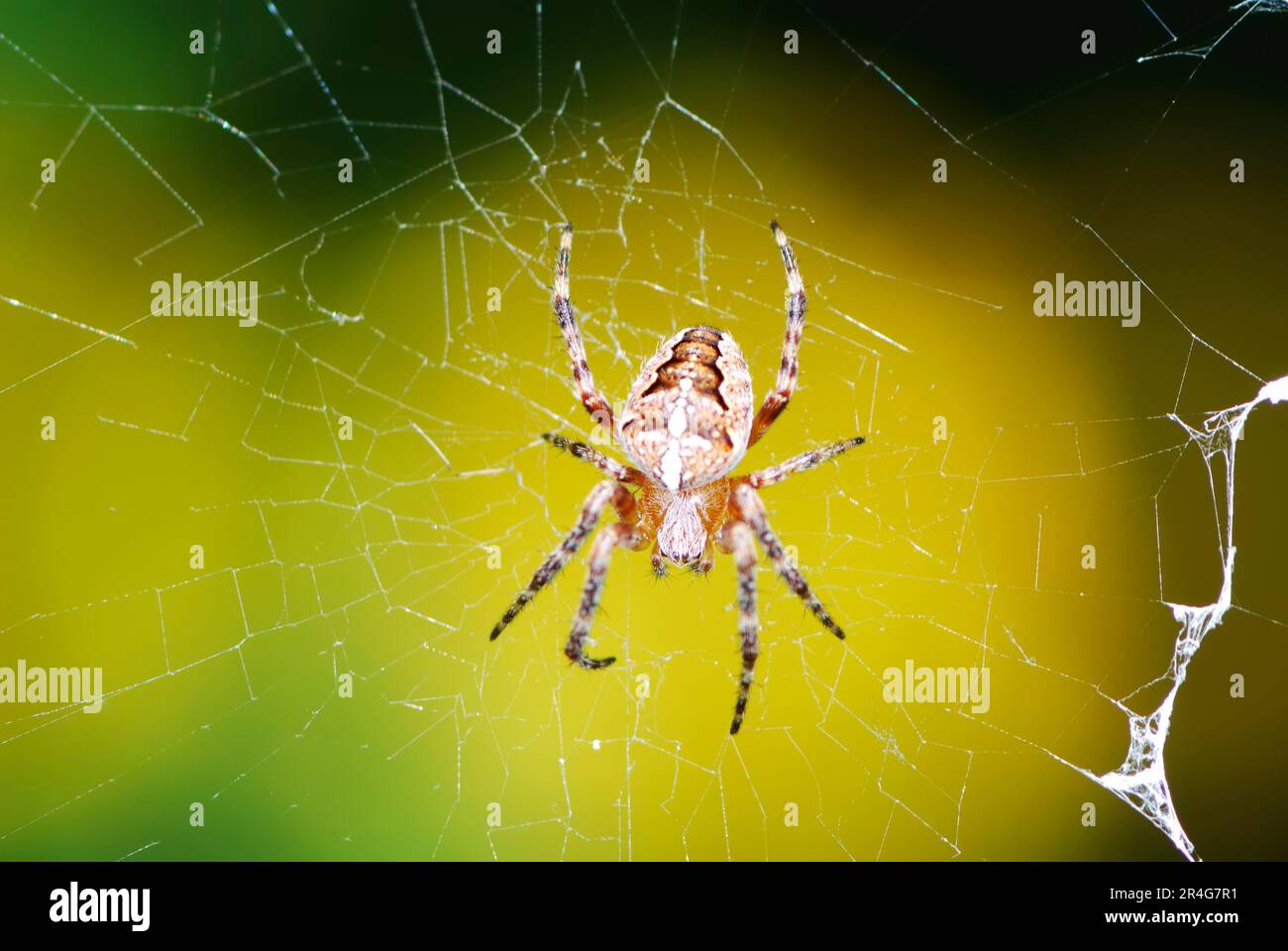Cobweb with a garden spider Stock Photo - Alamy