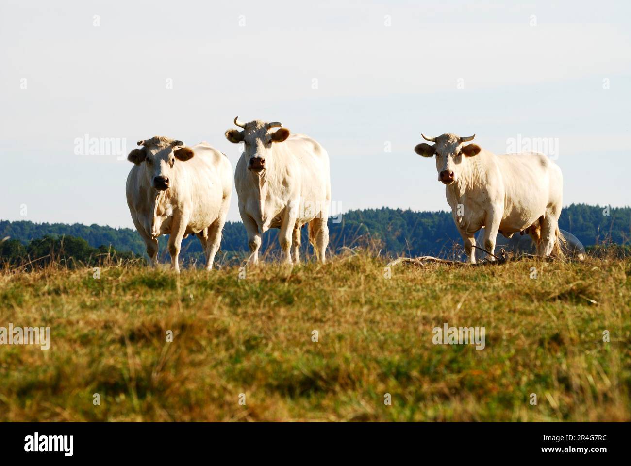 Browsing cows hi-res stock photography and images - Alamy