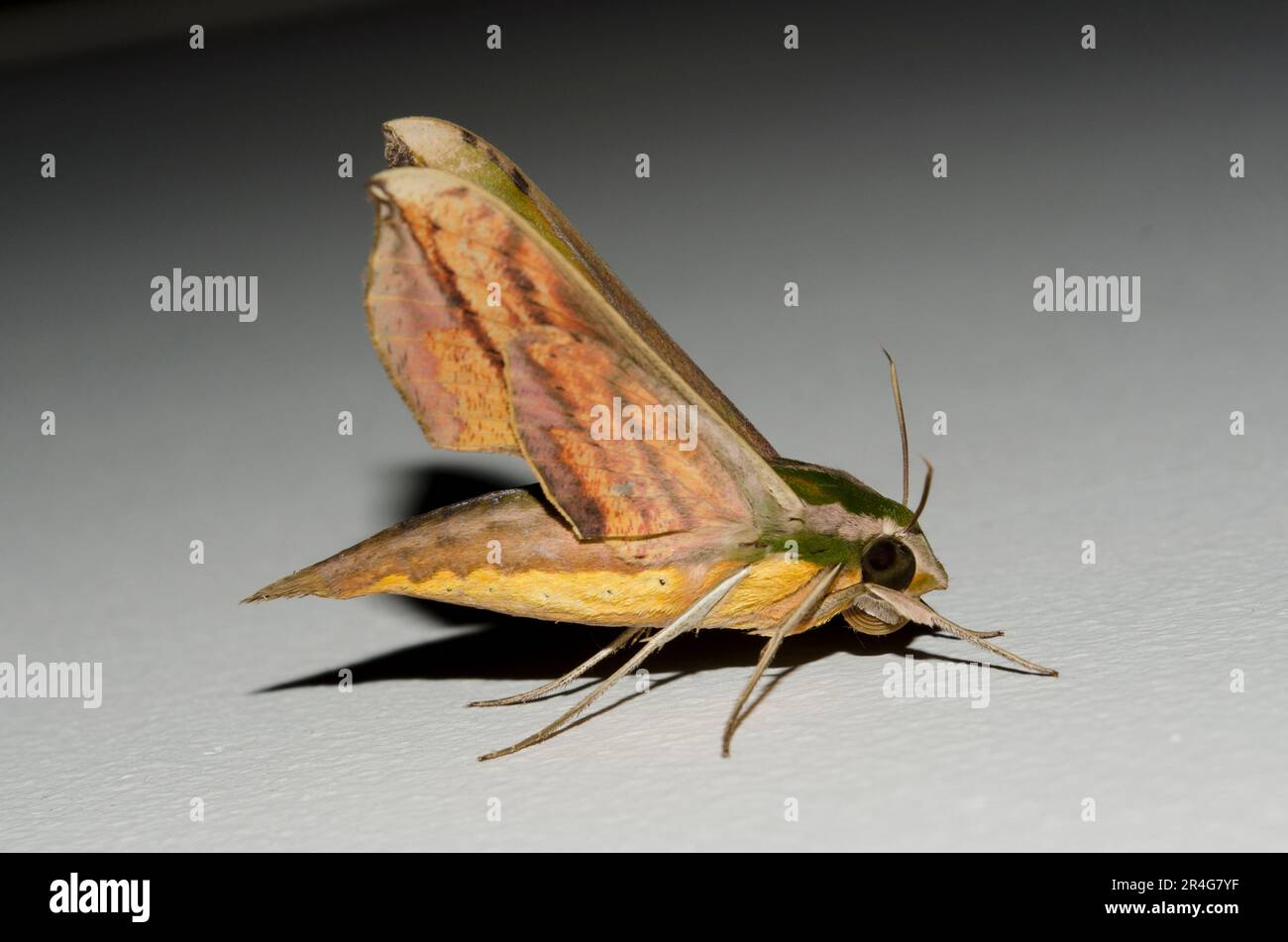 Green Pergesa Hawk Moth, Pergesa acteus, Klungkung, Bali, Indonesia ...