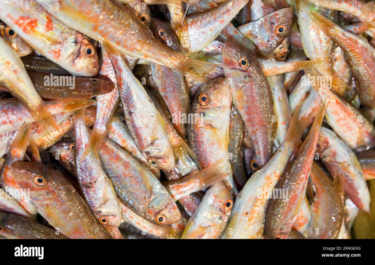 Red mullets for sale at the fish market Stock Photo - Alamy