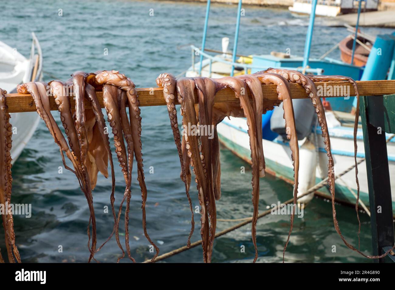 Freshly caught squid drying in the sun, seen in Chania, Crete Stock ...