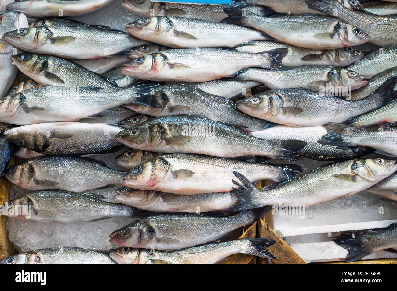 Freshly caught fish is sold at the fish market Stock Photo - Alamy