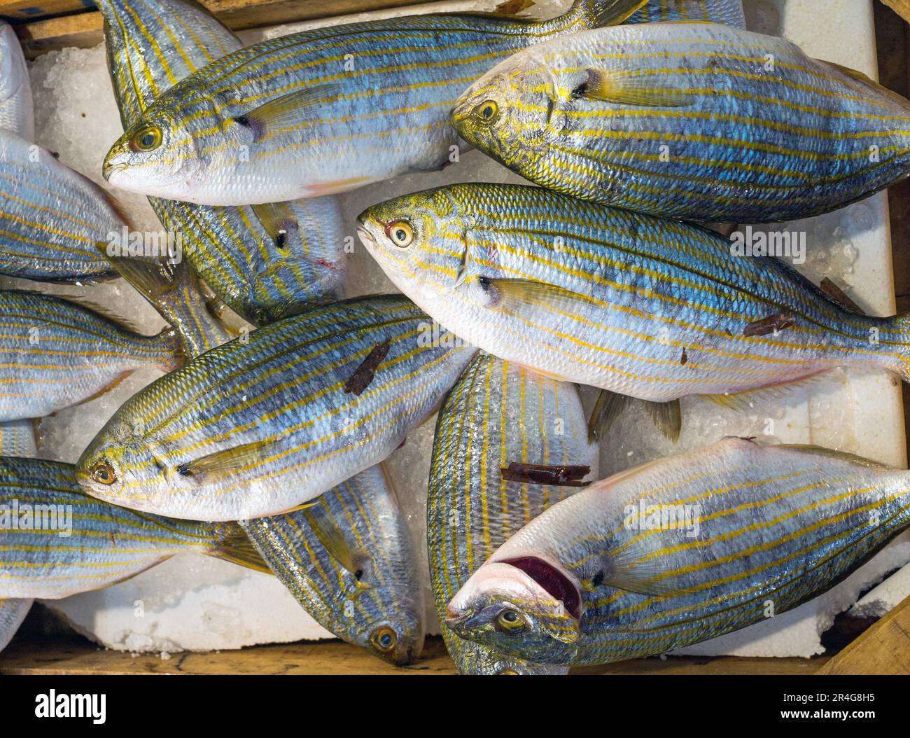 Gilthead seabreams are sold at the fish market Stock Photo - Alamy