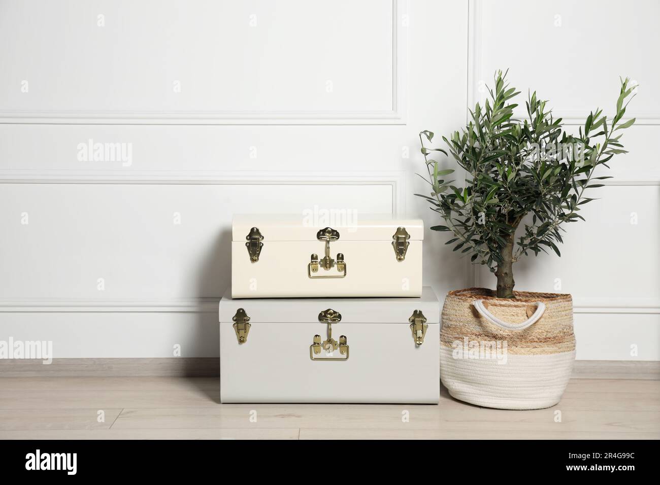 Beautiful young potted olive tree and suitcases indoors. Interior ...