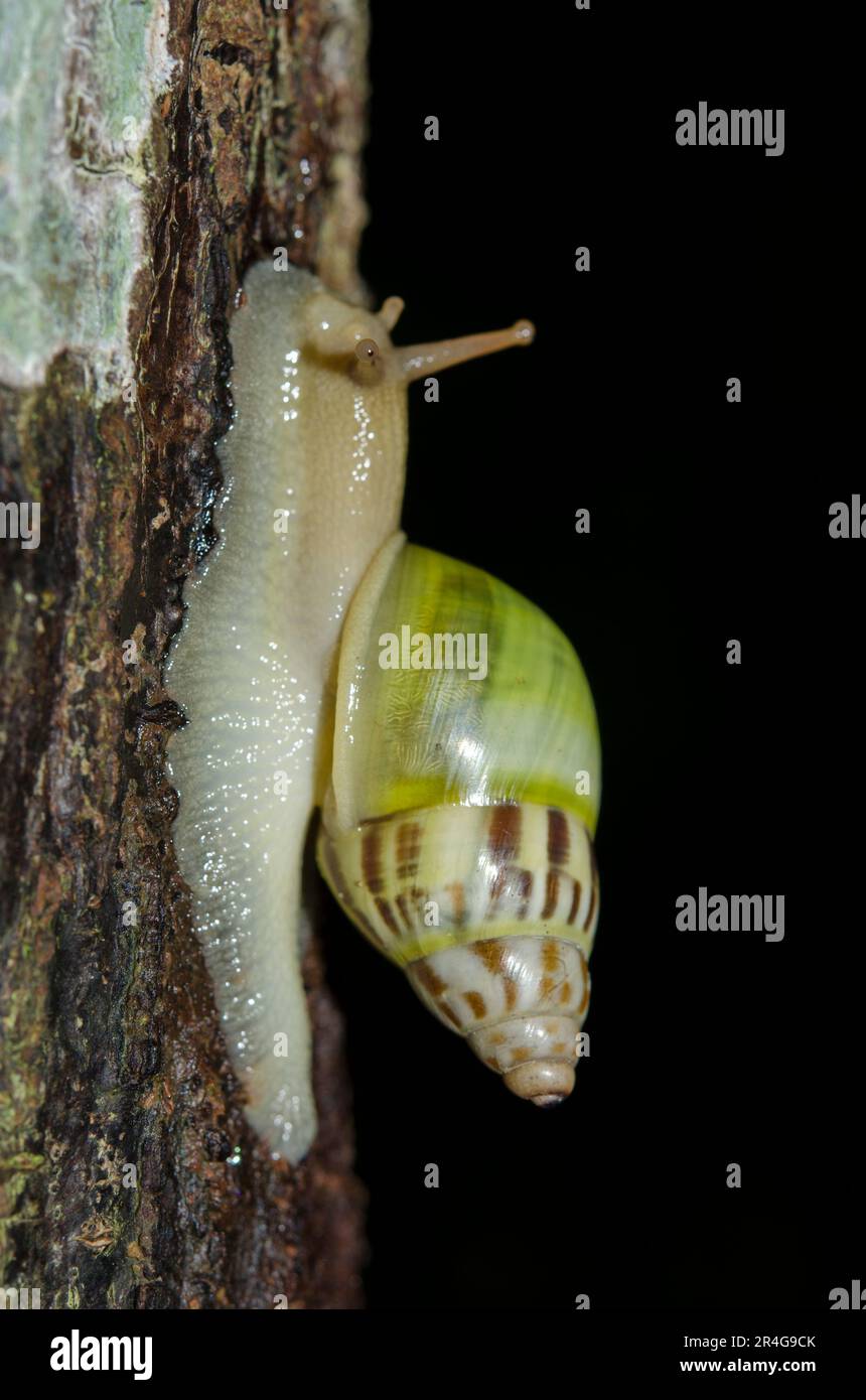 Camaenidae hi-res stock photography and images - Alamy