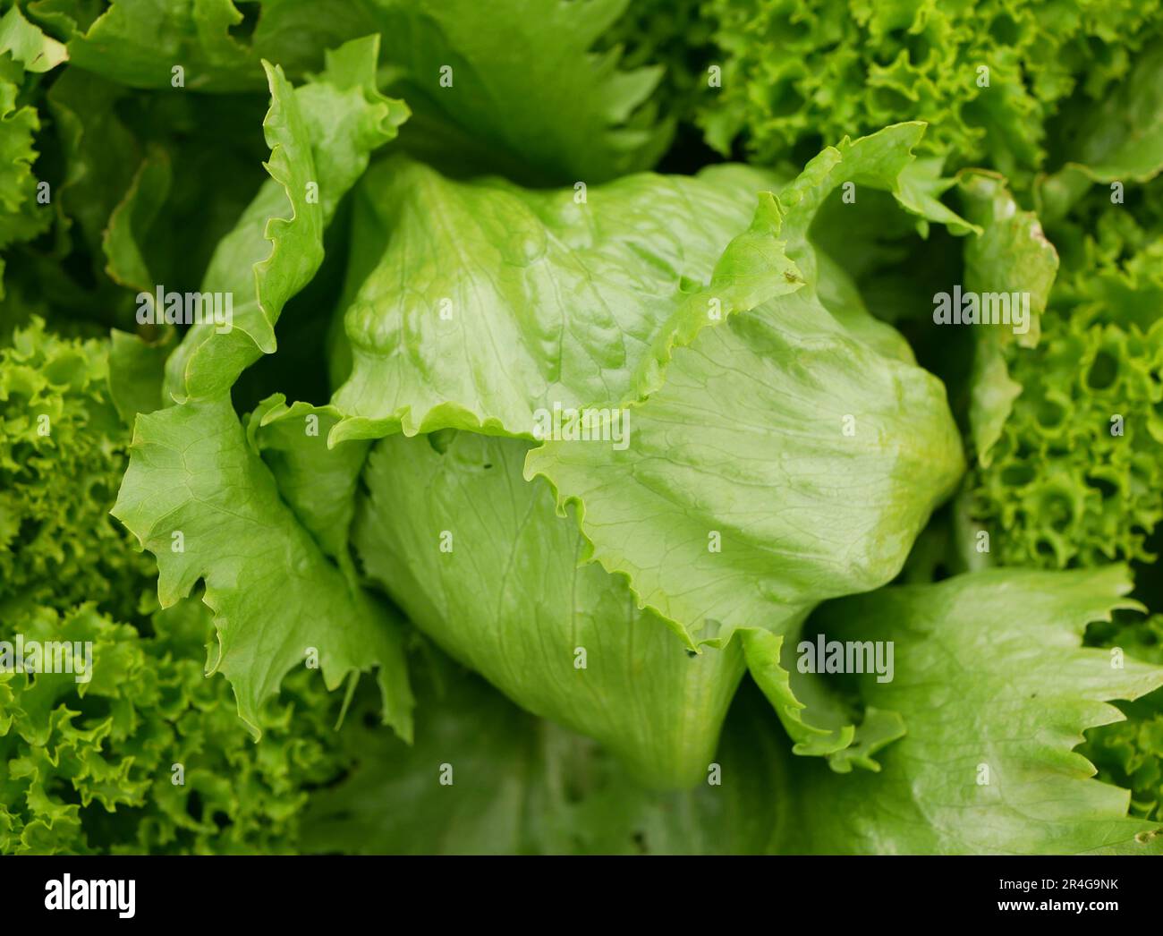 Iceberg green lettuce farm fresh leaves bio curly Lactuca sativa ...